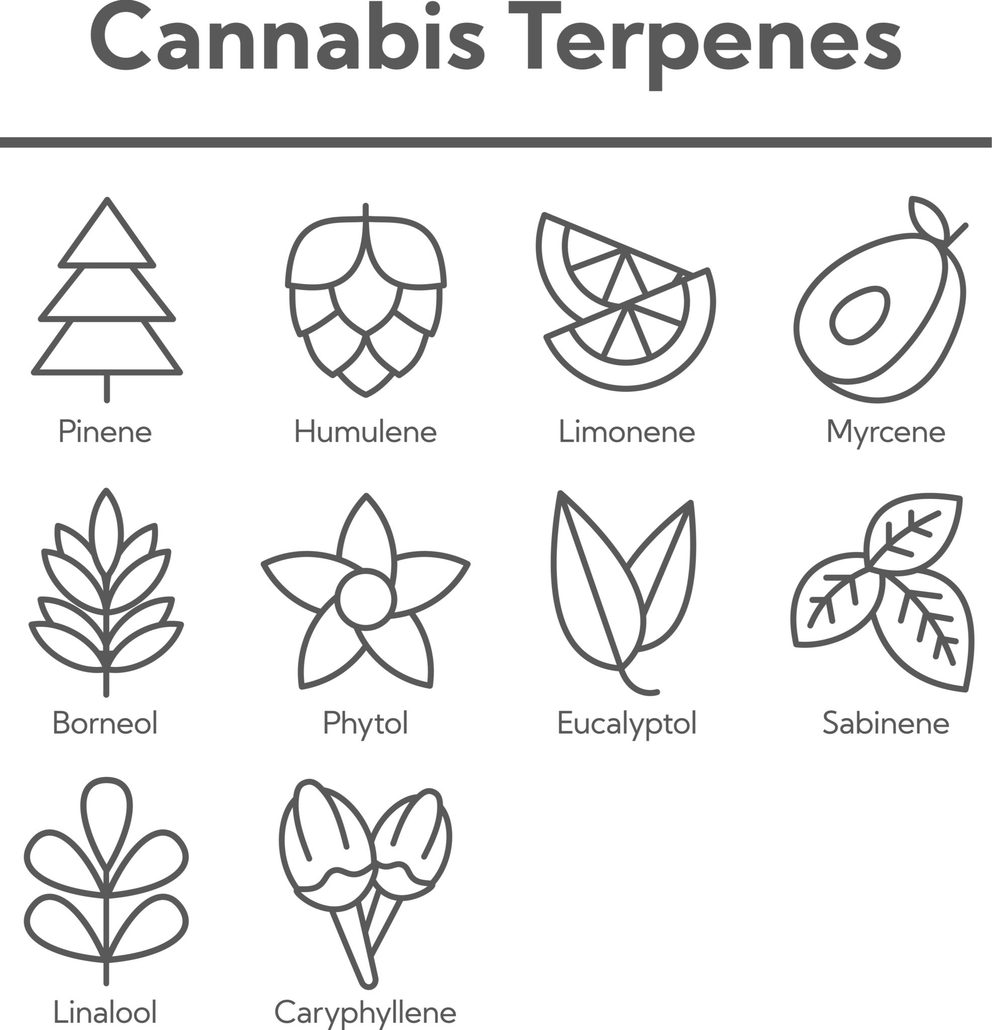 Cannabis Terpenes - What is It? How They Affect The Body? | Doctors of ...